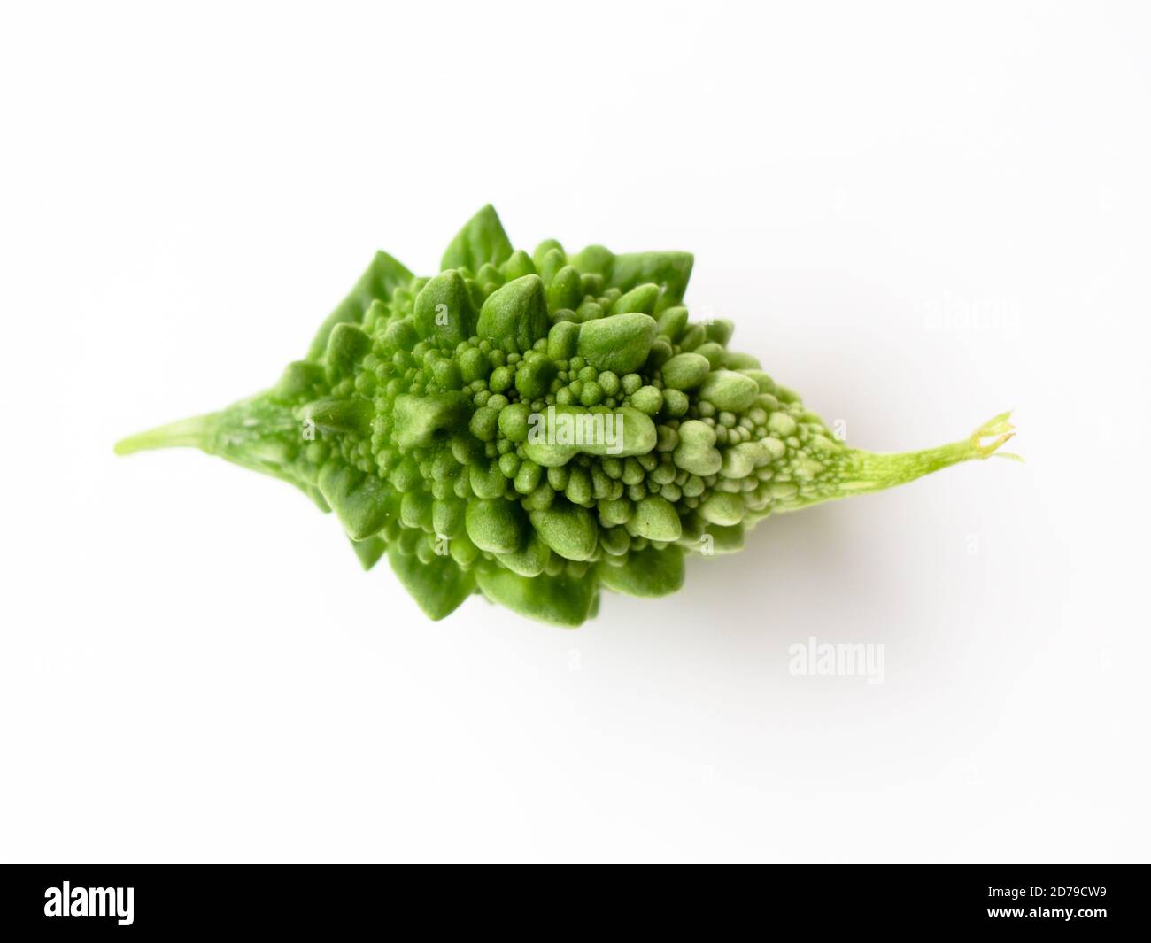 Forest bitter guard against white background, herbal fruit Stock Photo ...