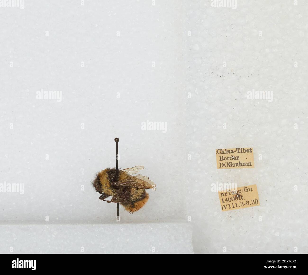 near Tang-gu, Sichuan, China, Bombus sp., Animalia, Arthropoda, Insecta ...