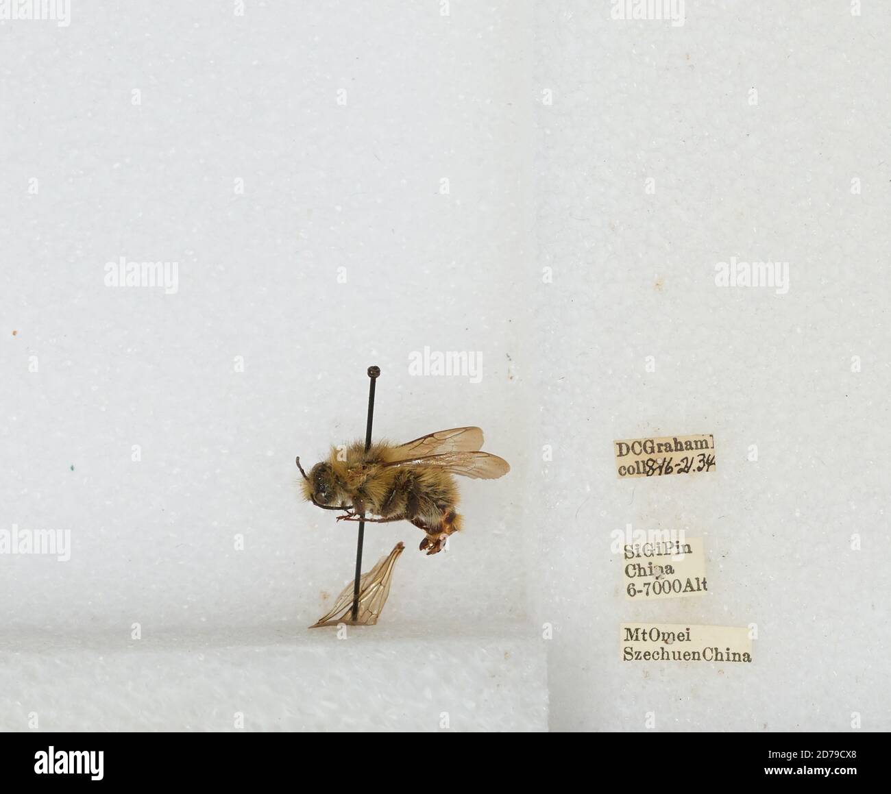Si Gi Pin Mount Emei, Sichuan, China, Bombus sp., Animalia, Arthropoda ...