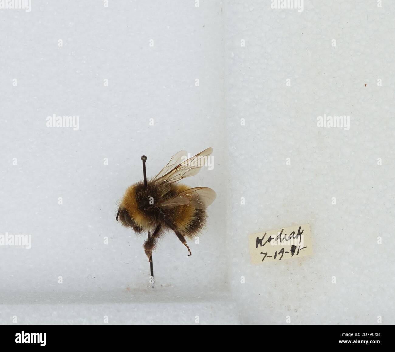 Kodiak, Kodiak Island, Alaska, United States, Bombus sp., Animalia ...