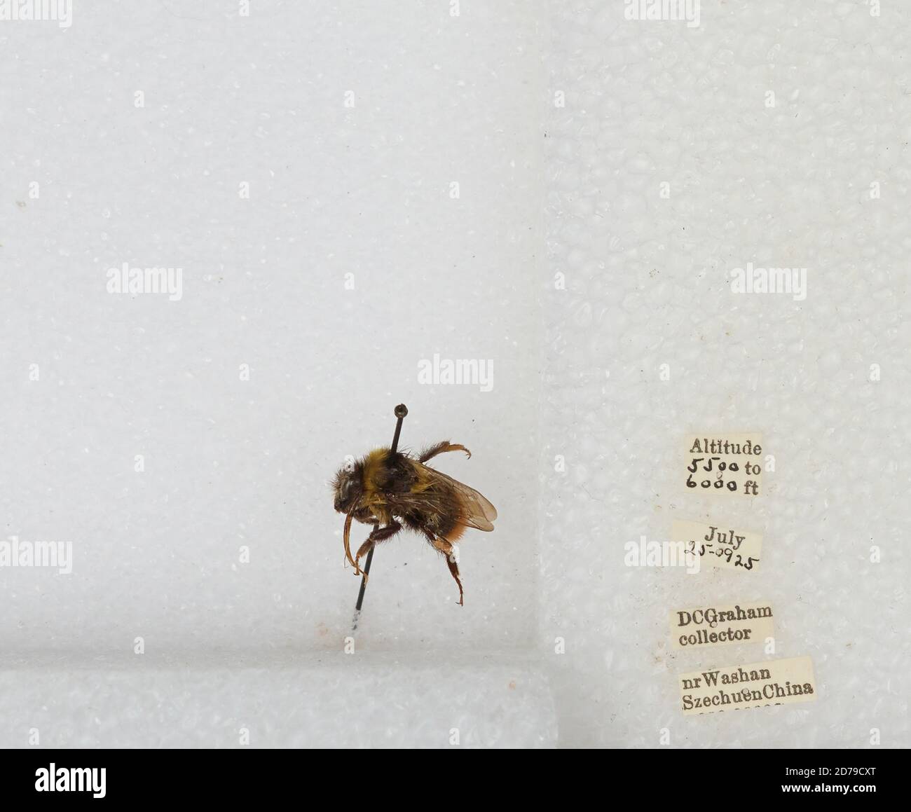 nr Washan, Sichuan, China, Bombus sp., Animalia, Arthropoda, Insecta ...
