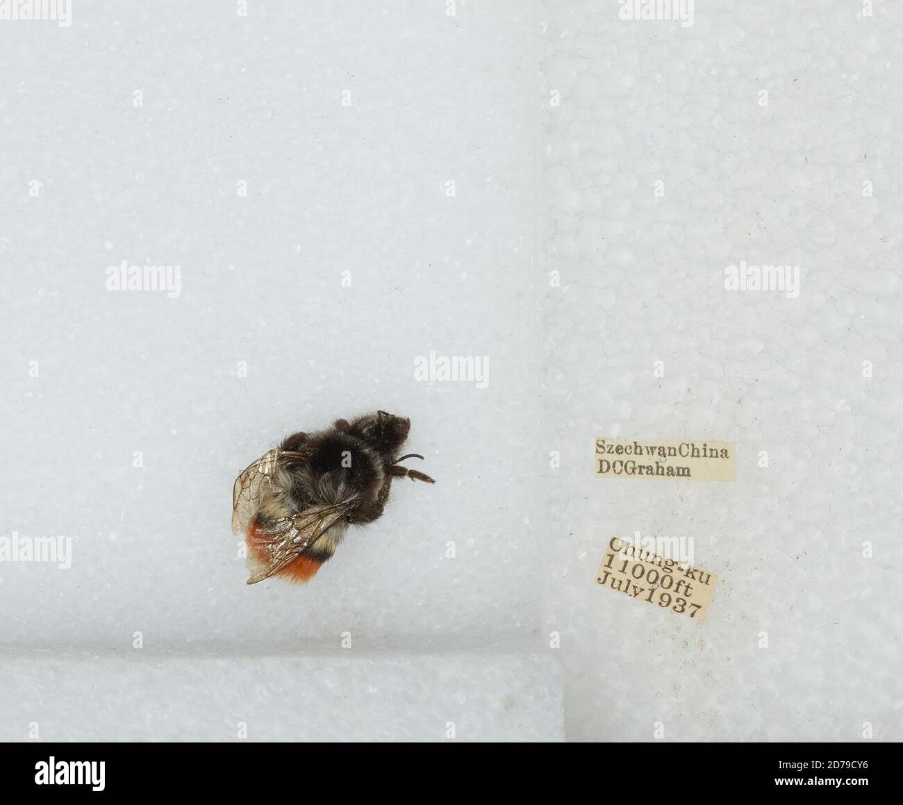 Chung-ku, Sichuan, China, Bombus sp., Animalia, Arthropoda, Insecta ...
