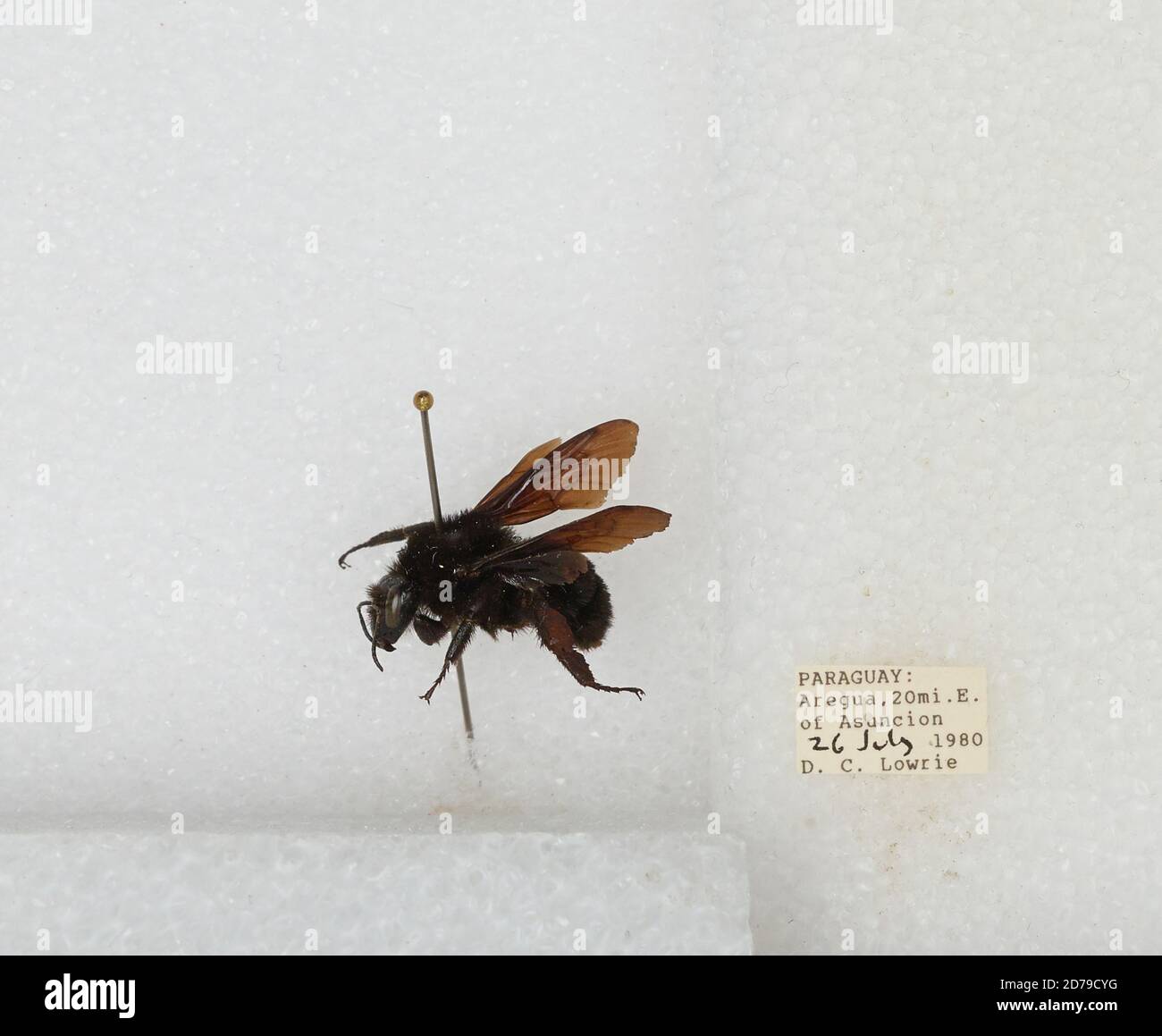 Aregua, 20 mi. E. of Asuncion, Central, Paraguay, Bombus sp., Animalia ...