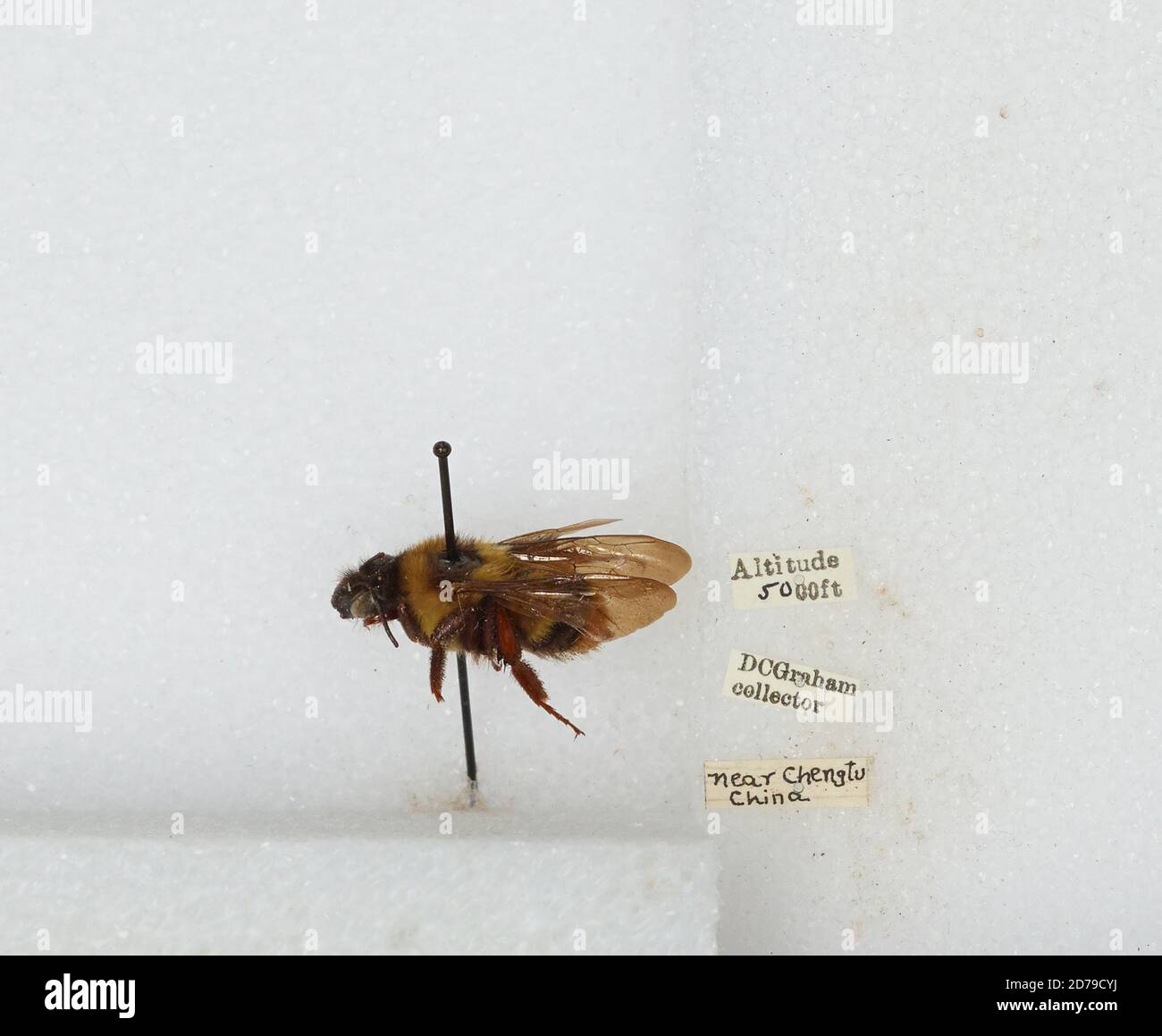 near Chengdu, Sichuan, China, Bombus sp., Animalia, Arthropoda, Insecta ...