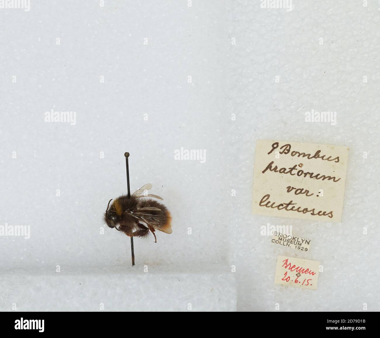 Bremen, Germany, Bombus sp., Animalia, Arthropoda, Insecta, Hymenoptera ...