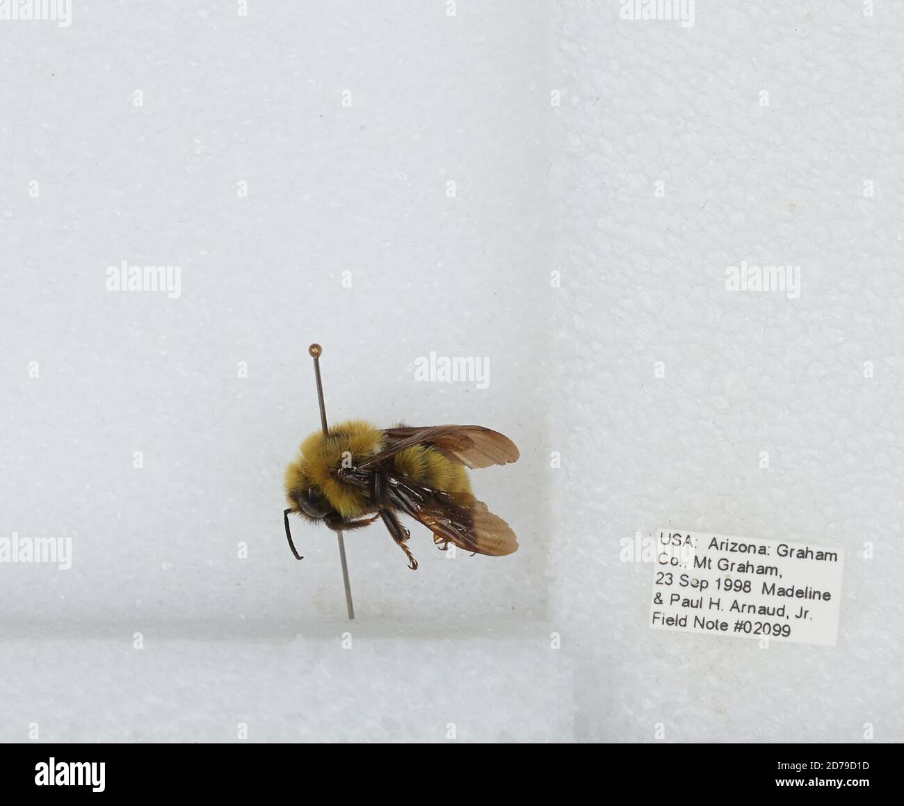 Mount Graham, Graham, Arizona, United States, Bombus sp., Animalia ...