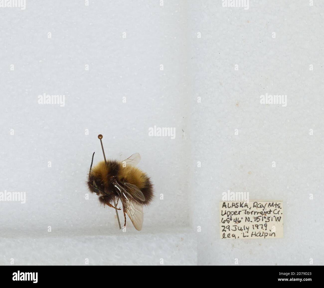 Ray Mountains, Upper Torment Creek, Yukon-Koyukuk, Alaska, United ...