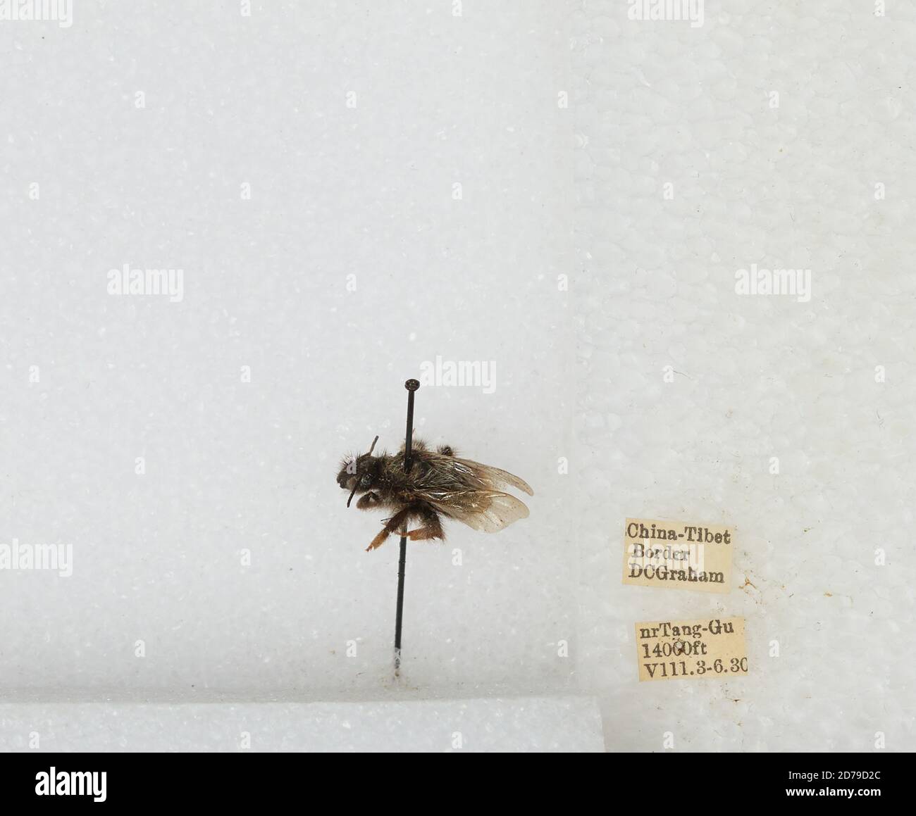 near Tang-Gu, China-Tibet border, China, Bombus sp., Animalia ...