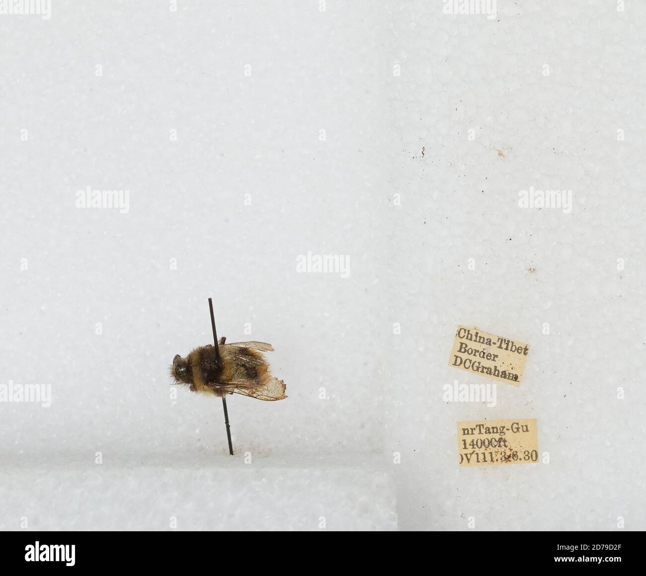 China-Tibet Border near Tang-Gu, China, Bombus sp., Animalia ...