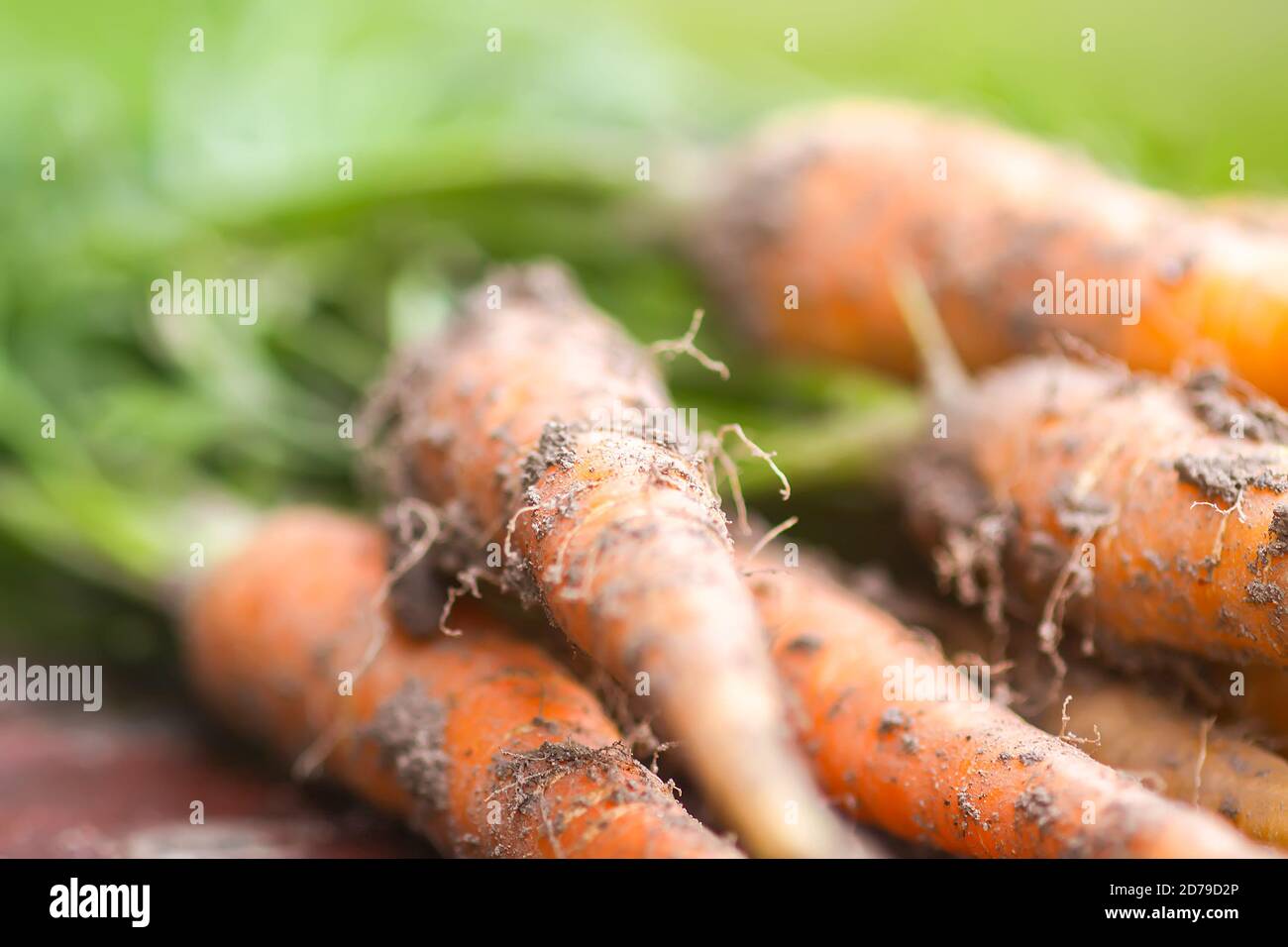 Unwashed vegetables. A bunch of fresh carrots outdoors Stock Photo - Alamy
