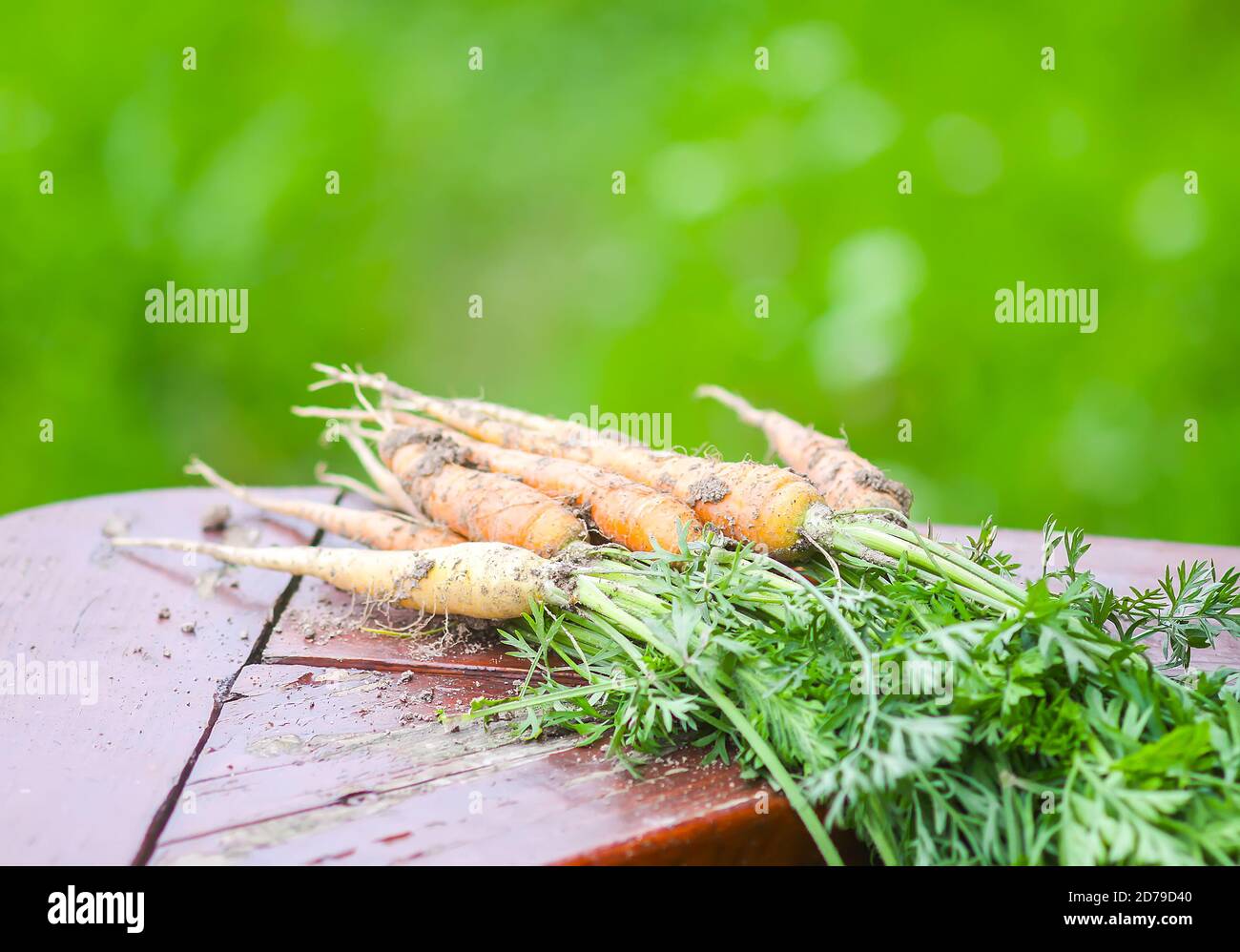 Unwashed vegetables. A bunch of fresh carrots outdoors Stock Photo - Alamy