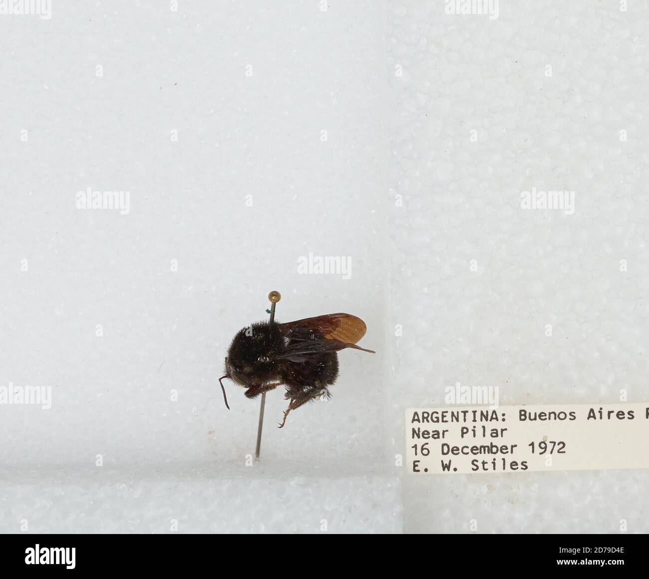 Near Pilar, Buenos Aires, Argentina, Bombus sp., Animalia, Arthropoda ...