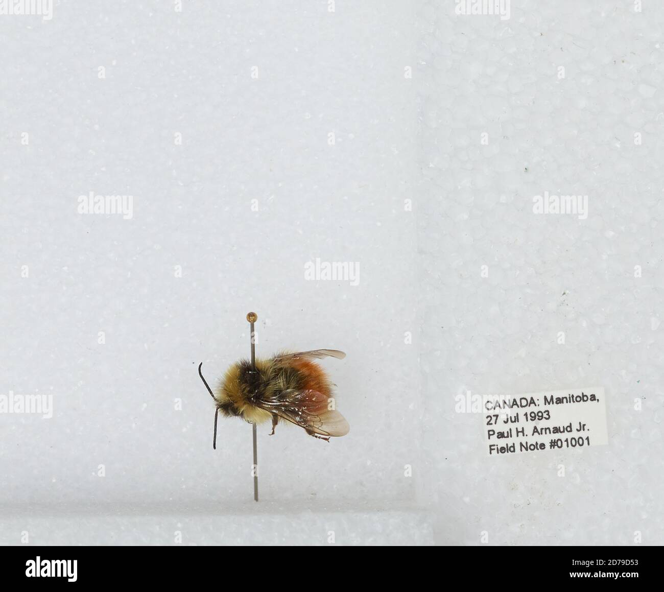 Manitoba, Canada, Bombus sp., Animalia, Arthropoda, Insecta ...