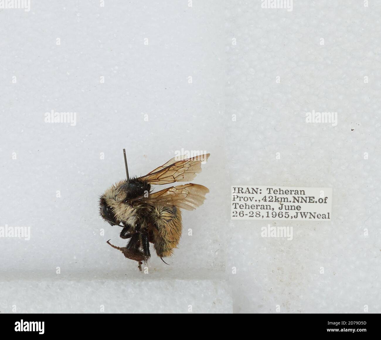 42 km North Northeast of Tehran, Tehran, Iran, Bombus sp., Animalia ...