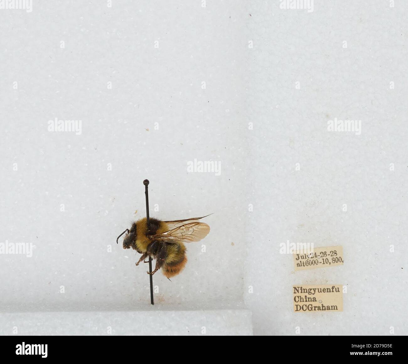 Xichang, Sichuan, China, Bombus sp., Animalia, Arthropoda, Insecta ...