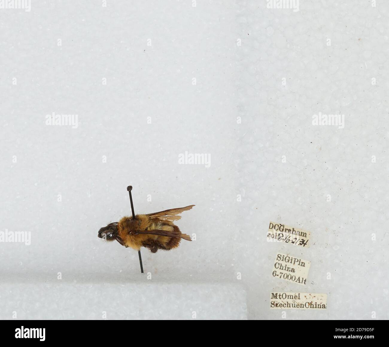 Si Gi Pin, Mount Emei, Sichuan, China, Bombus sp., Animalia, Arthropoda ...