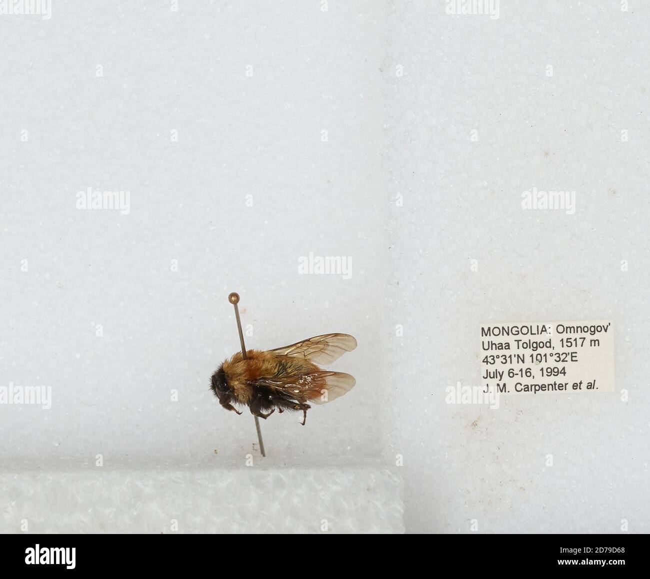 Ukhaa Tolgod, Ovorkhangai, Mongolia, Bombus sp., Animalia, Arthropoda ...