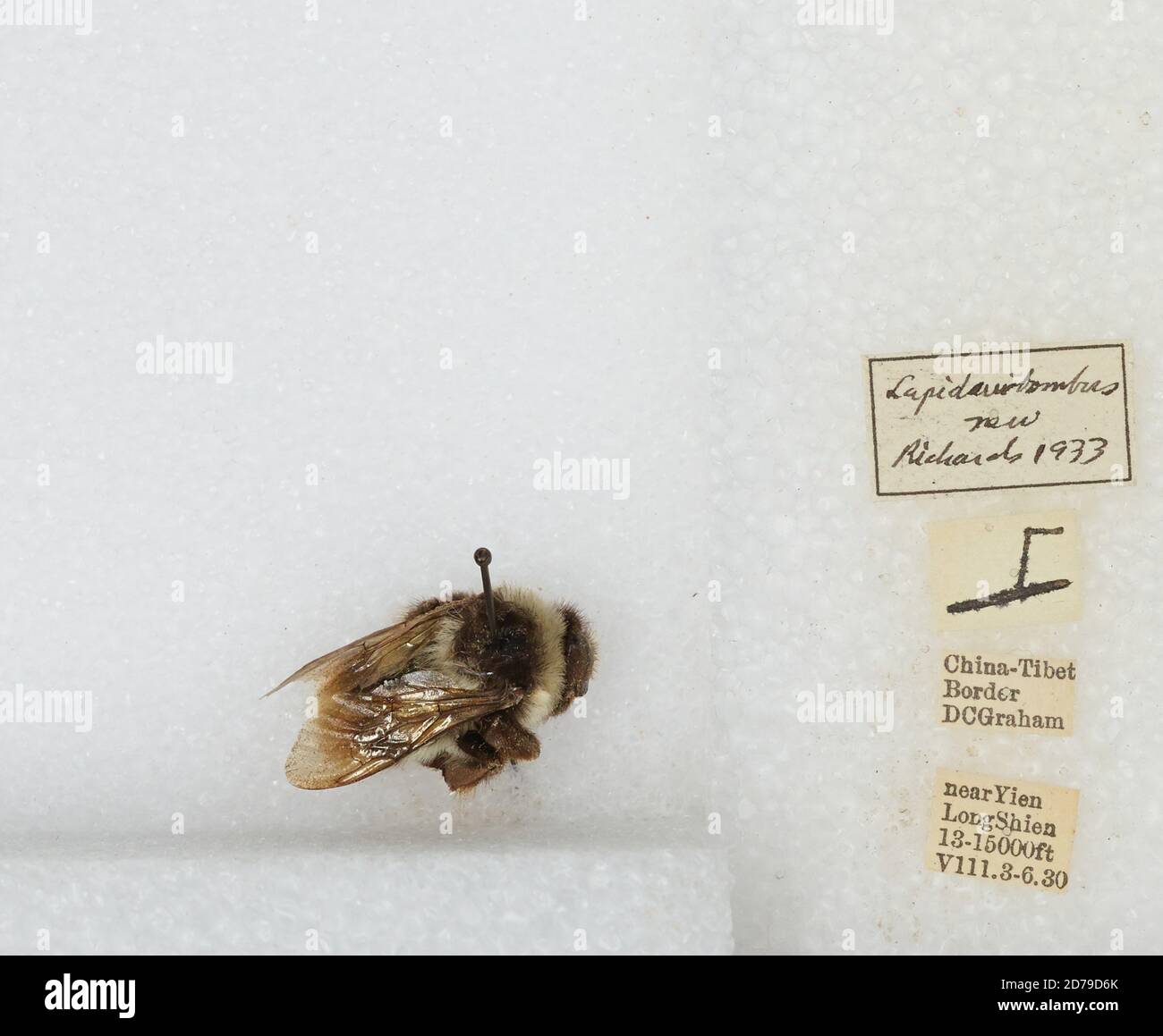 near Yien Long Shien, China Tibet border, China, Bombus sp., Animalia ...