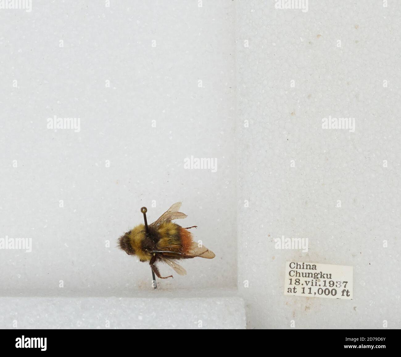 Chengdu, Sichuan, China, Bombus sp., Animalia, Arthropoda, Insecta ...