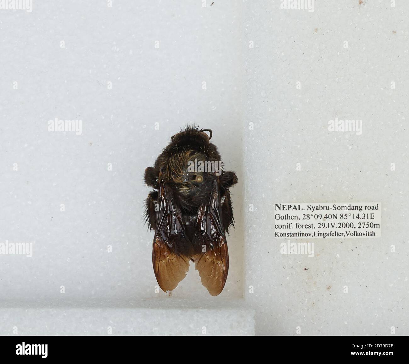 Syabru-Somdang road Gothen, Central Region, Nepal, Bombus sp., Animalia ...