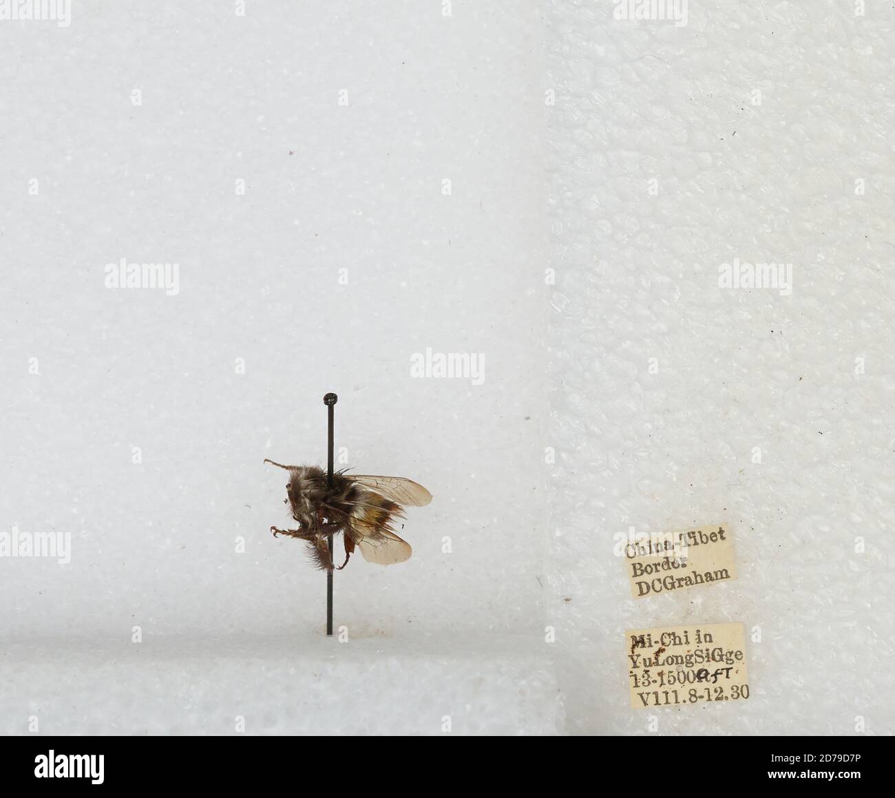 China-Tibet Border, Mi-Chi in Yu Long Si Gorge, China, Bombus sp ...