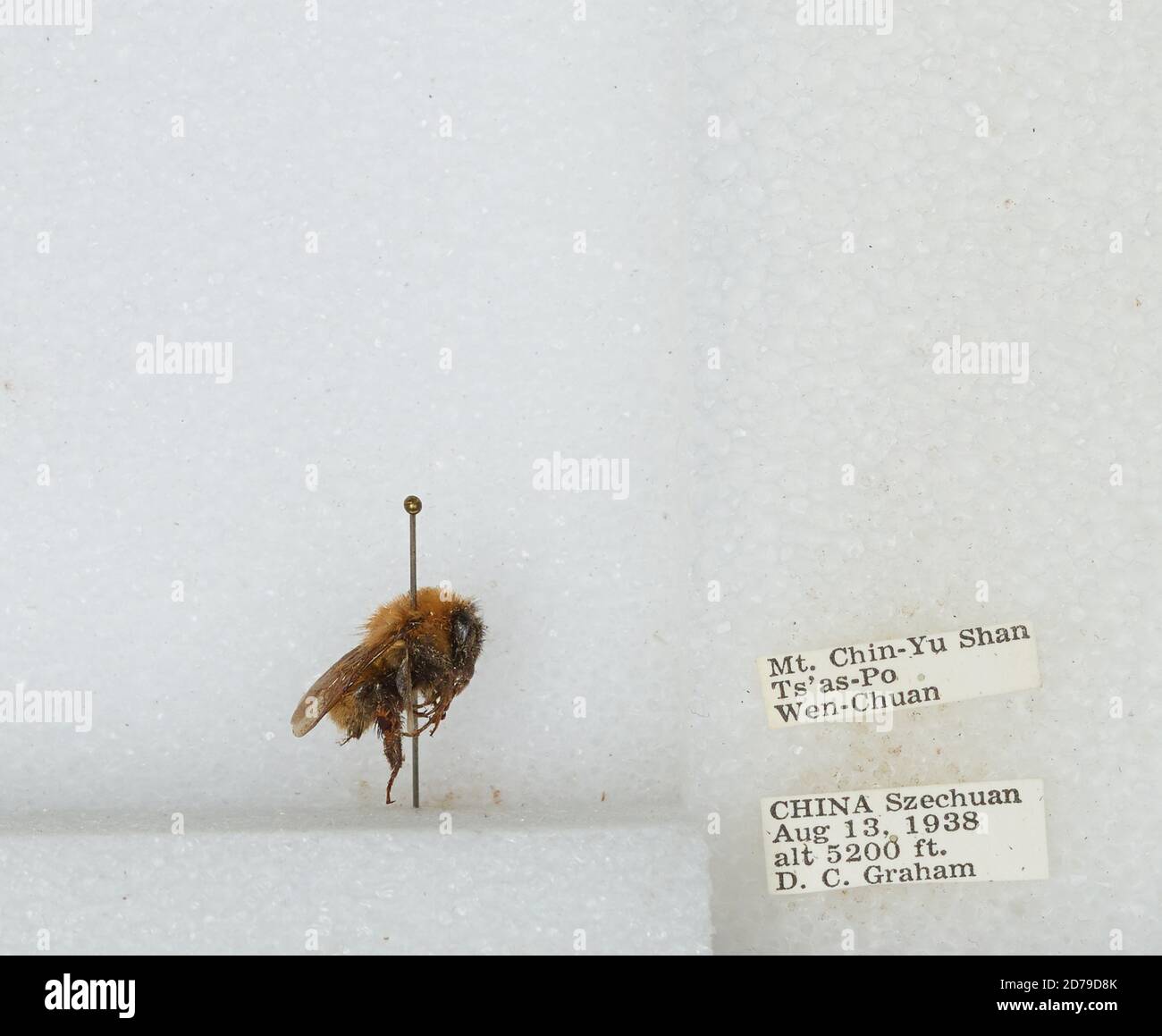 Mt. Chin-Yu Shan Ts'as-Po, Wenchuan Xian, Sichuan, China, Bombus sp ...