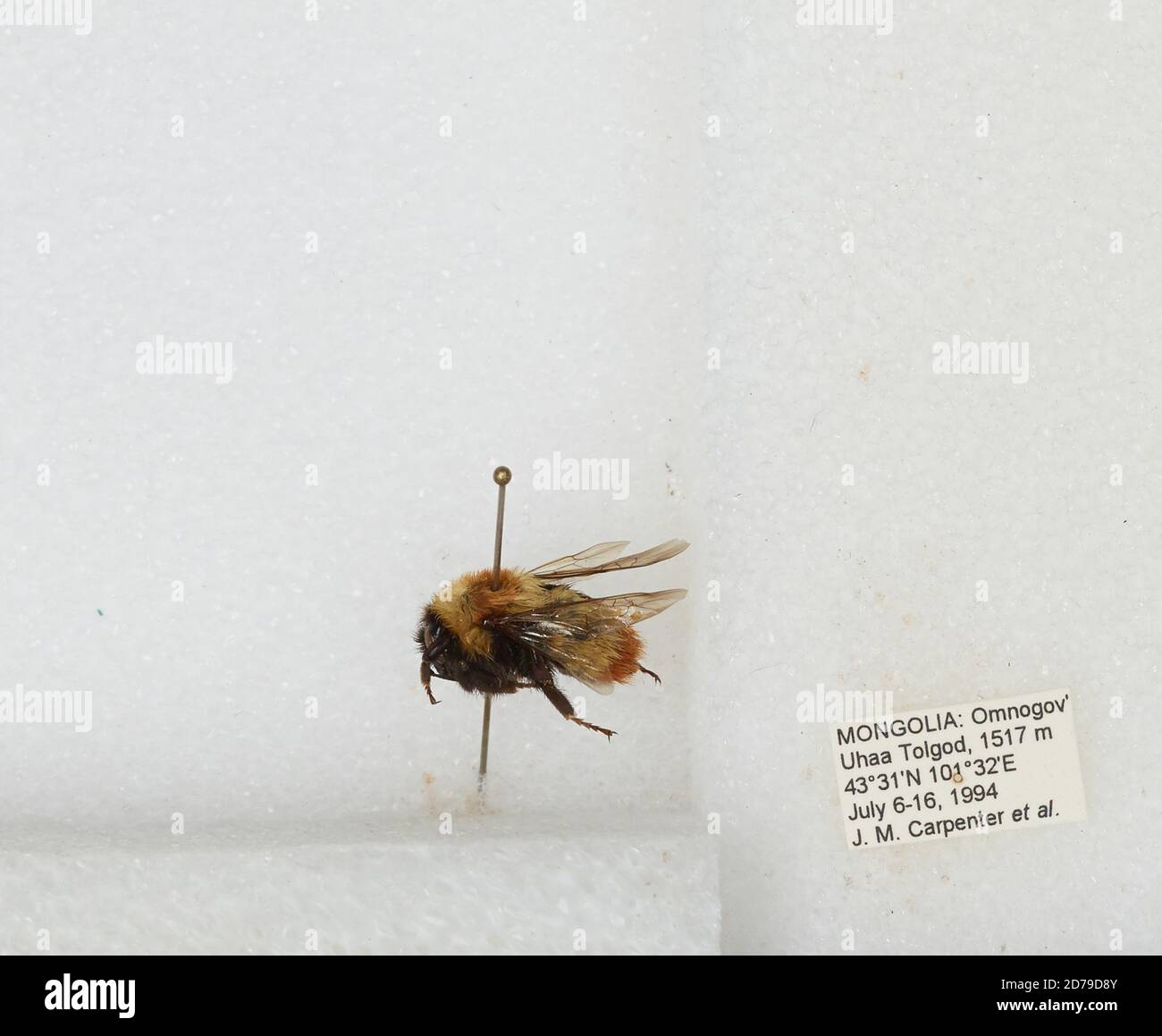 Ukhaa Tolgod, Ovorkhangai, Mongolia, Bombus sp., Animalia, Arthropoda ...