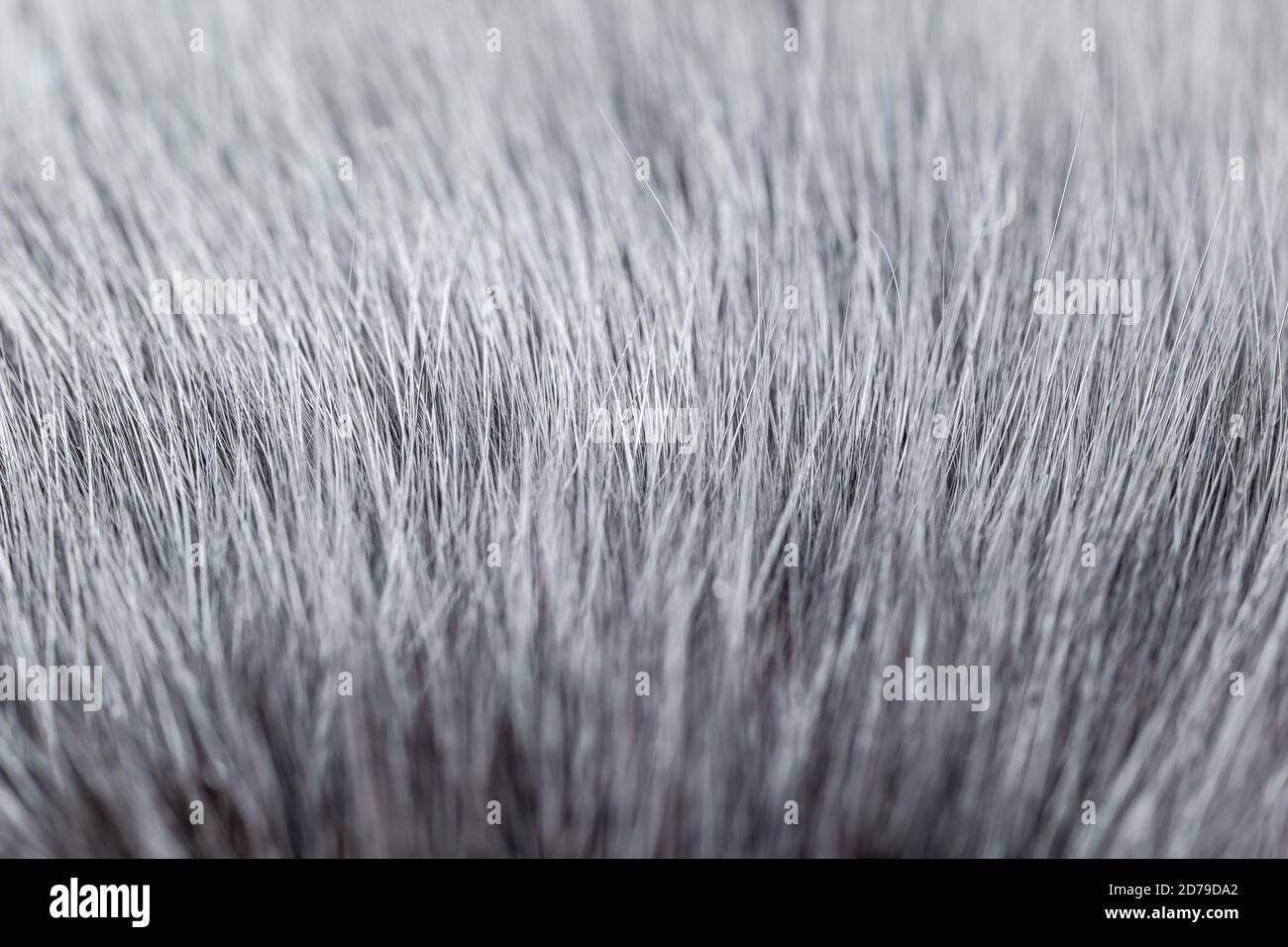 White fur pattern hi-res stock photography and images - Alamy