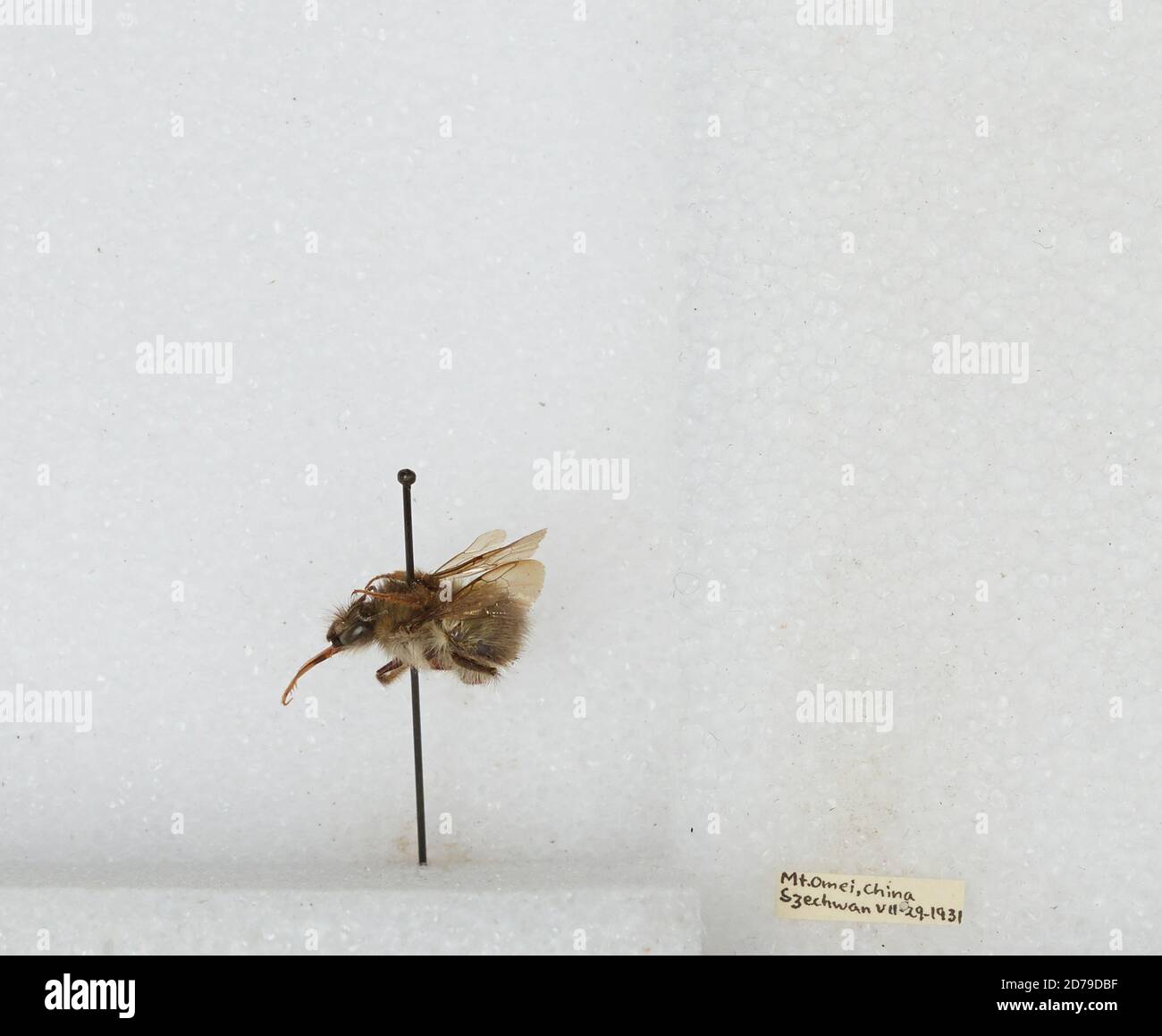 Mount Emei, Sichuan, China, Bombus sp., Animalia, Arthropoda, Insecta ...
