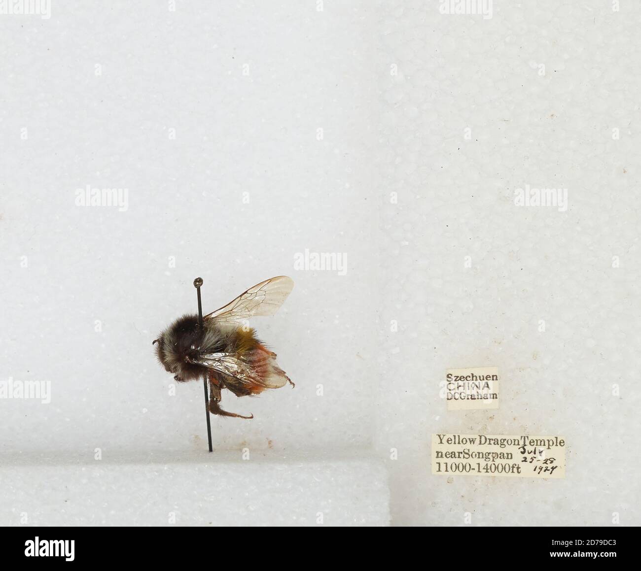 Yellow Dragon Temple near Songpan, Sichuan, China, Bombus sp., Animalia ...