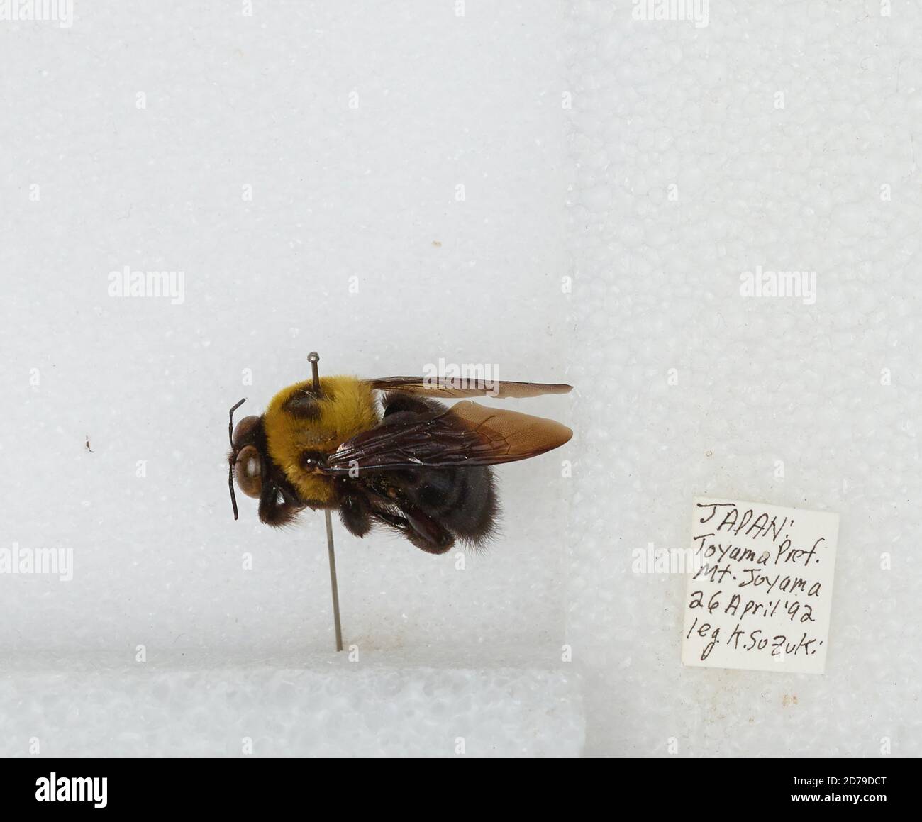 Mt. Joyama, Toyama, Japan, Bombus sp., Animalia, Arthropoda, Insecta ...