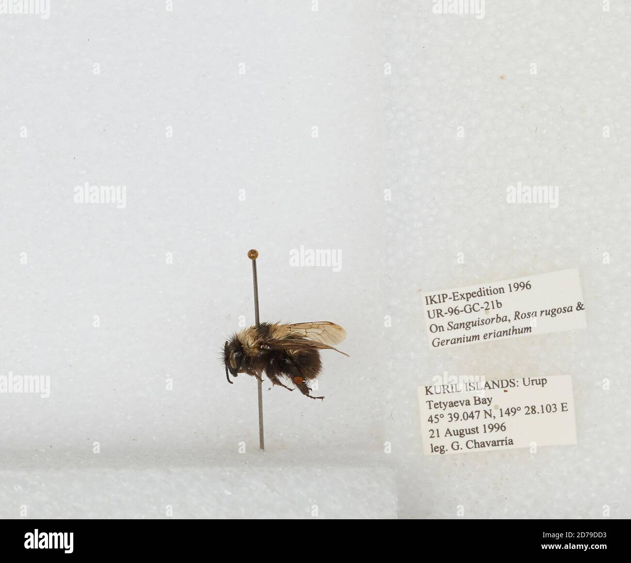 Urup kuril islands hi-res stock photography and images - Alamy