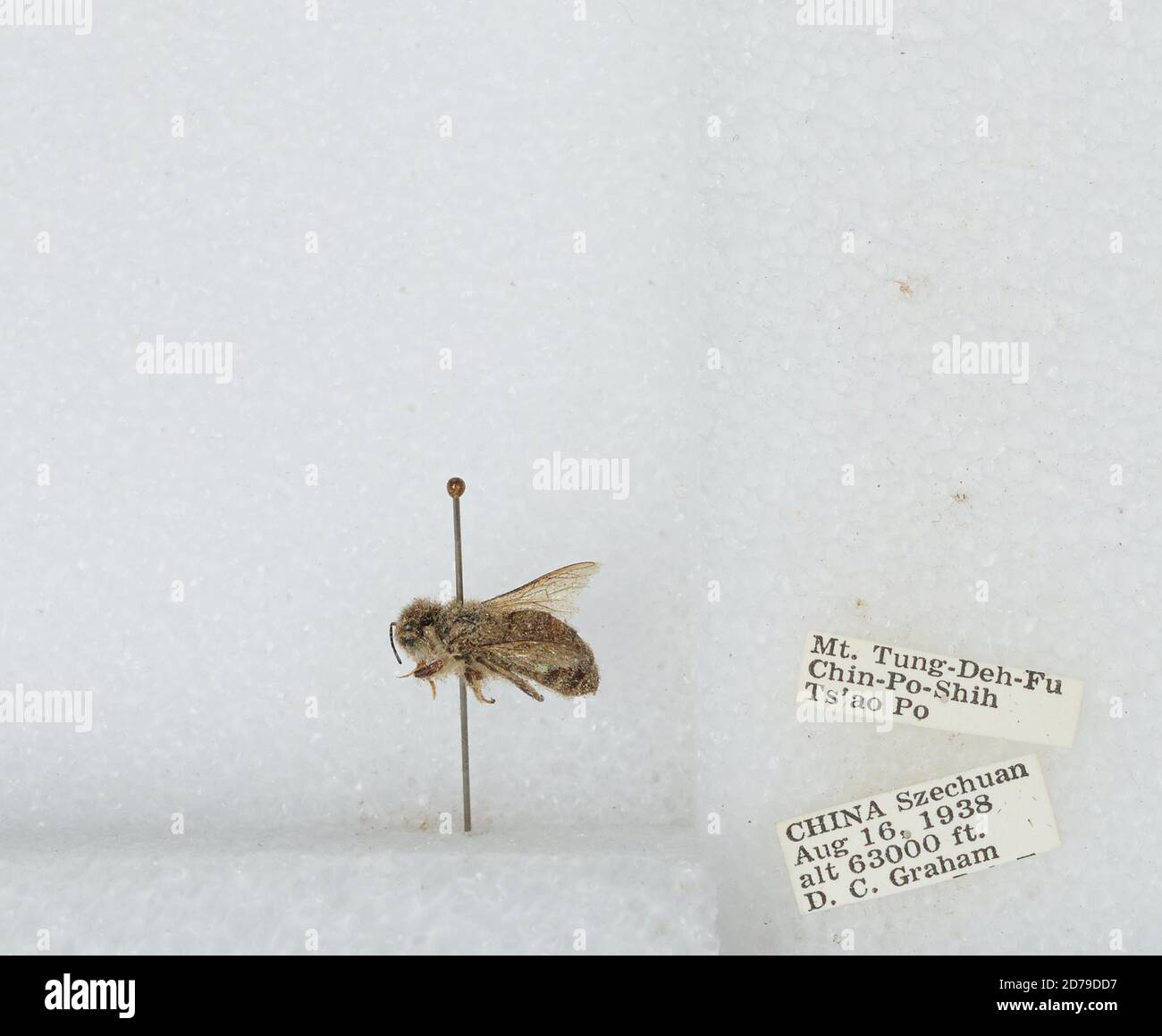 Mt. Tung-Deh-Fu Chin-Po-Shih Ts'ao Po, Sichuan, China, Bombus sp ...