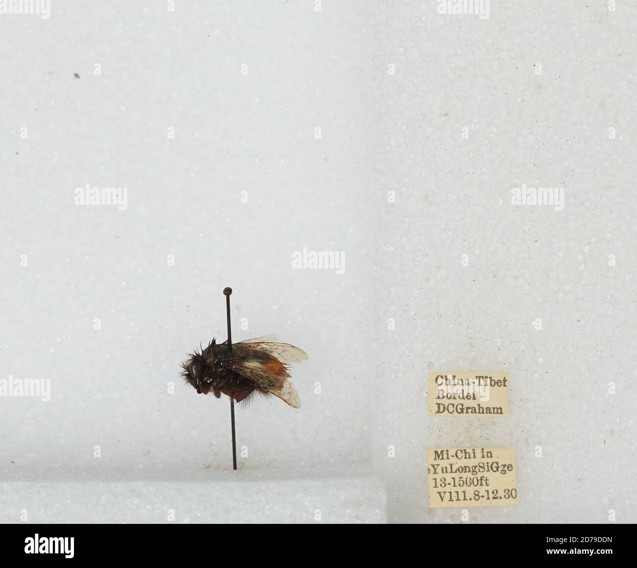 China-Tibet Border, Mi-Chi in Yu Long Si Gorge, China, Bombus sp ...