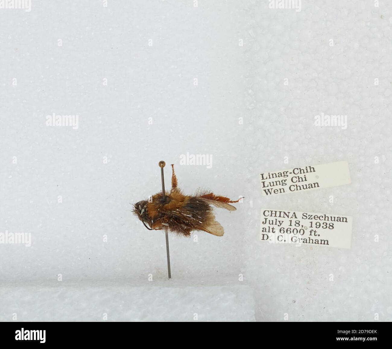 Linag-Chih, Lung Chi, Wenchuan Xian, Sichuan, China, Bombus sp ...
