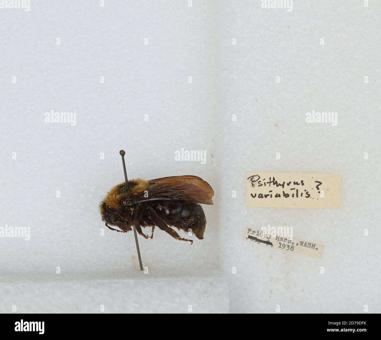 Friday Harbor, San Juan, Washington, United States, Bombus sp ...