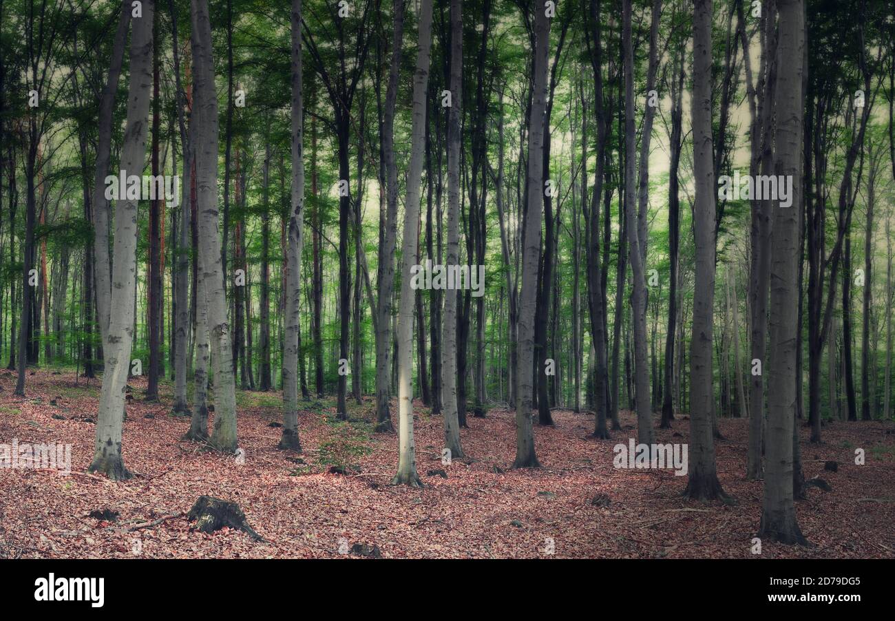 Trees in the sunshine Stock Photo - Alamy