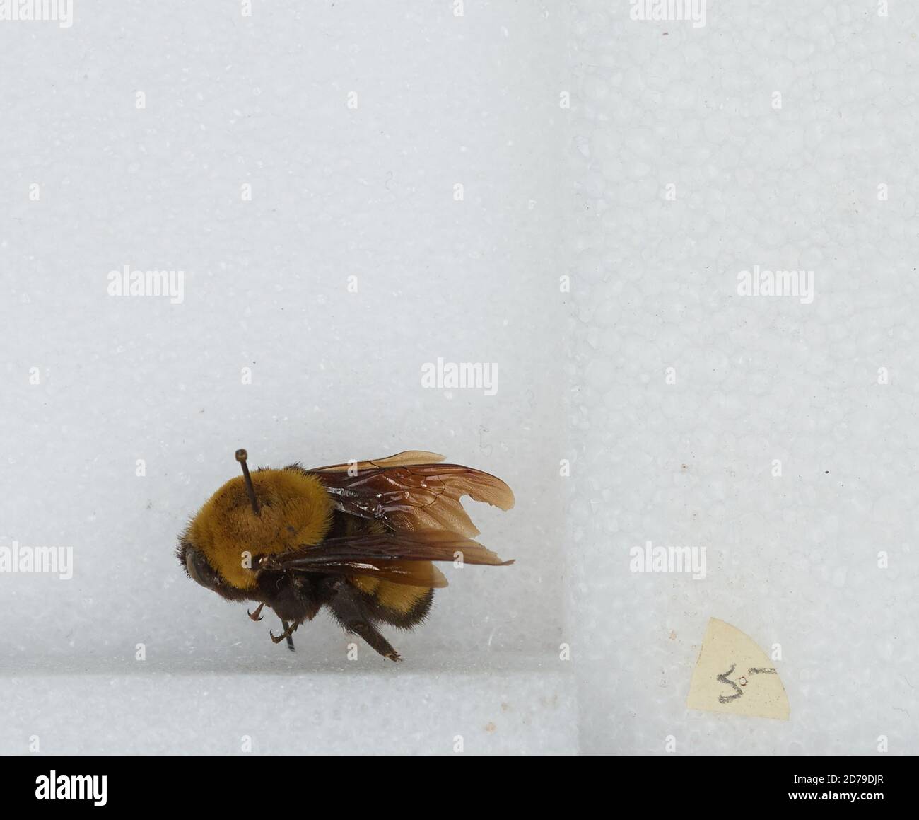 Bombus sp., Animalia, Arthropoda, Insecta, Hymenoptera, Apidae, Apinae ...