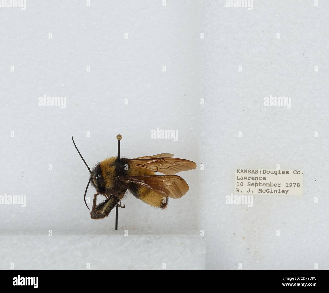 Lawrence, Douglas, Kansas, United States, Bombus sp., Animalia ...
