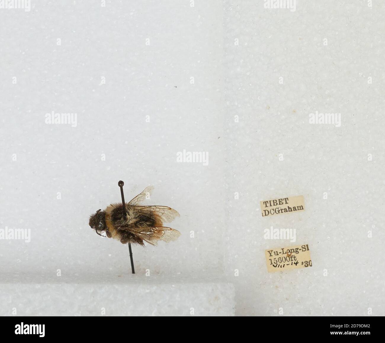 Yu-Long-Gong, Tibet Autonomous Region, China, Bombus sp., Animalia ...