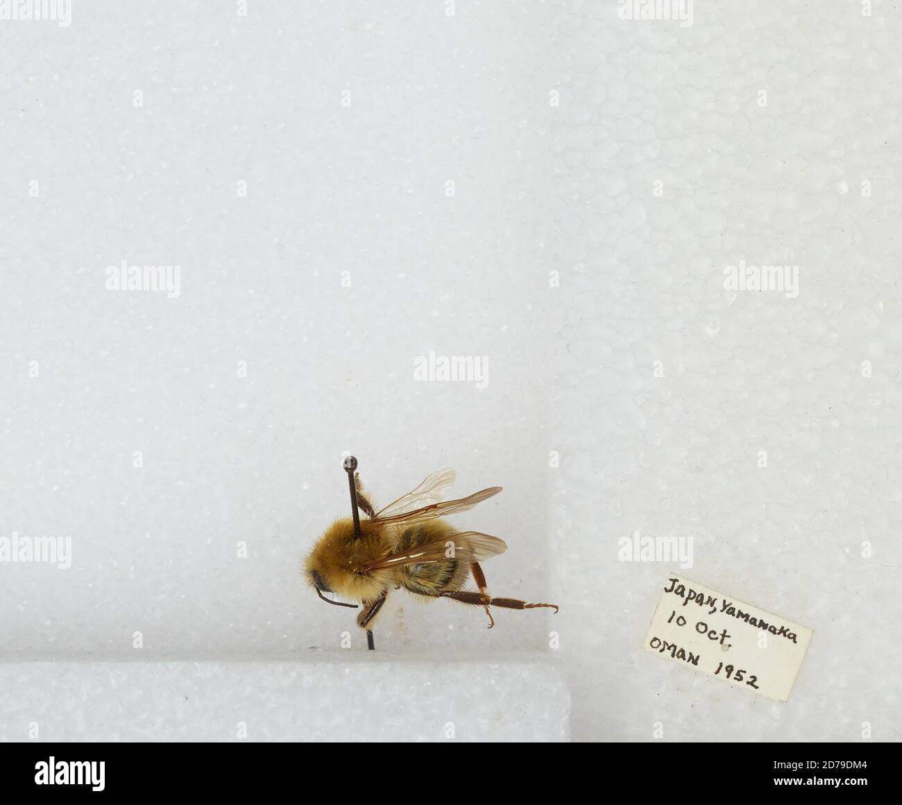 Yamanaka, Japan, Bombus sp., Animalia, Arthropoda, Insecta, Hymenoptera ...