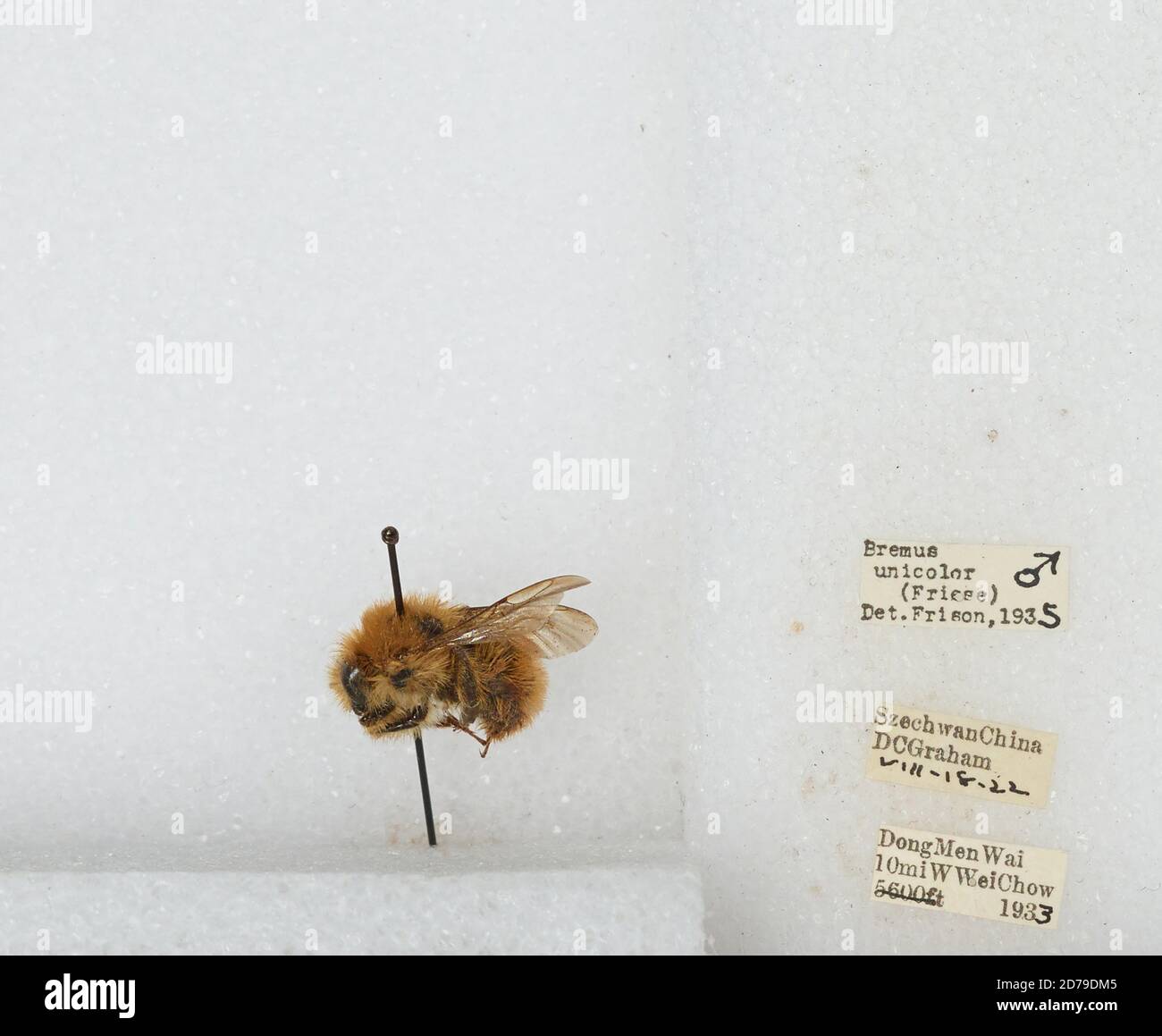 Dong Men Wai 10 mi W Weizhou, Sichuan, China, Bombus sp., Animalia ...