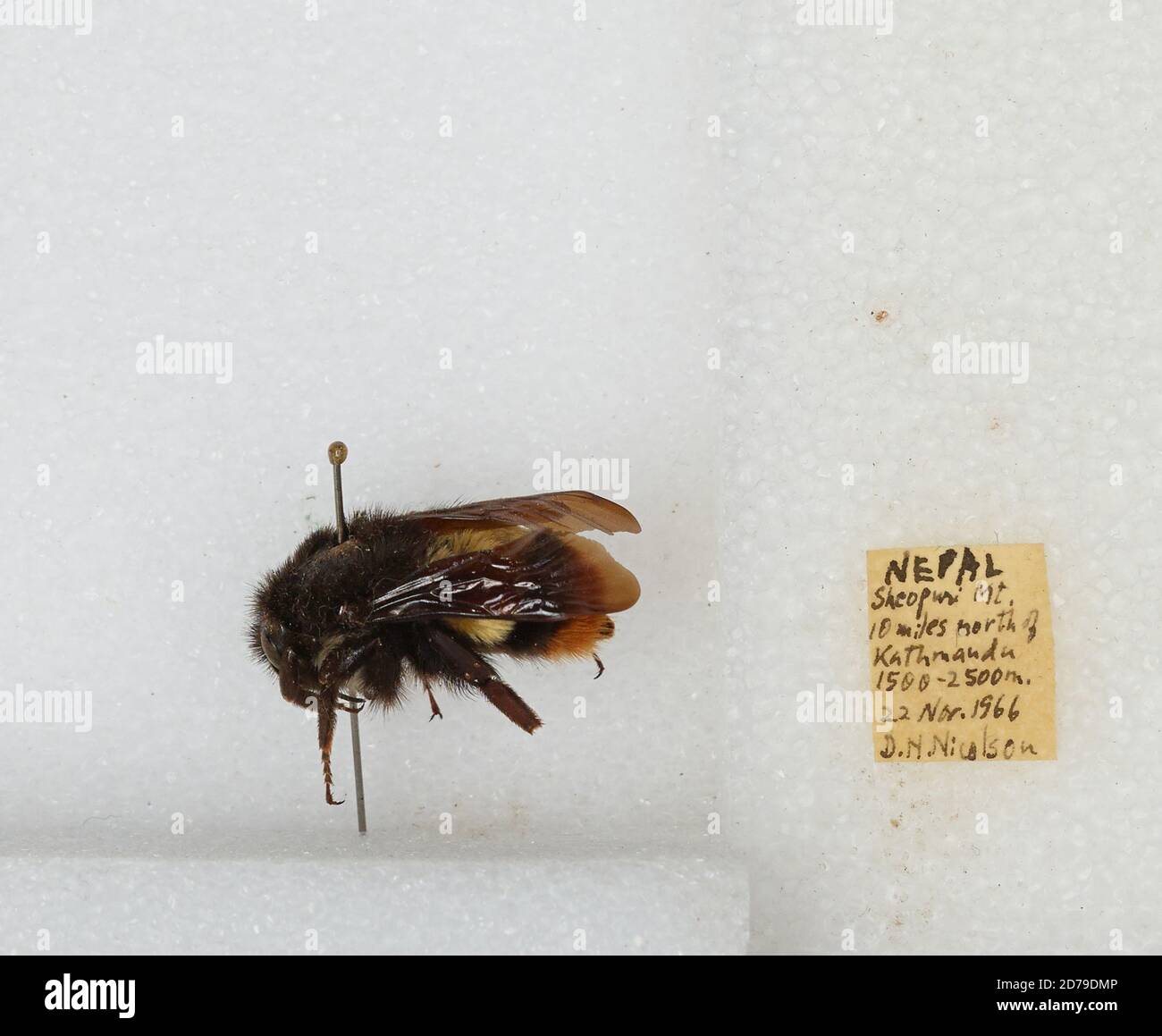 Sheopuri Mountain 10 miles north of Kathmandu, Central Region, Nepal ...