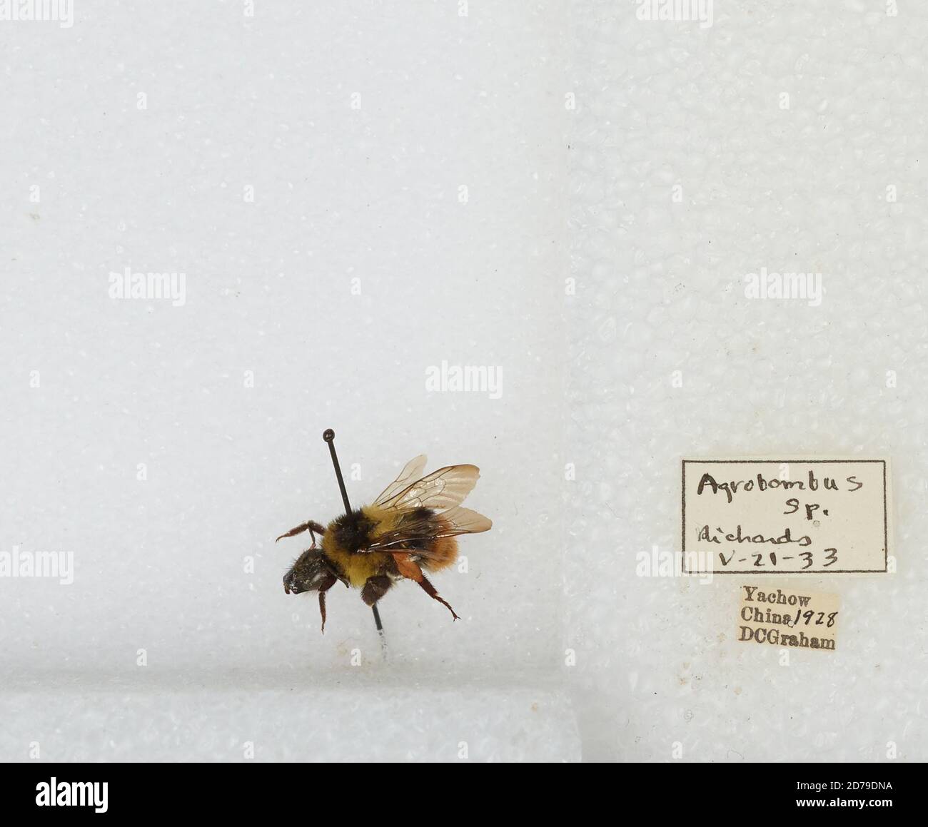 Yucheng, Sichuan, China, Bombus sp., Animalia, Arthropoda, Insecta, Hymenoptera, Apidae, Apinae ...