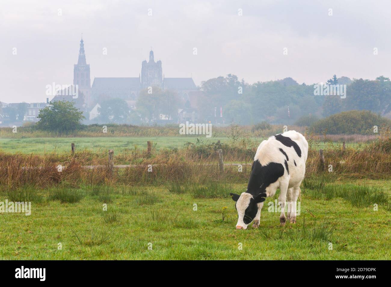Cow grazing in grassland of Bossche Broek. St John's Cathedral of 's ...