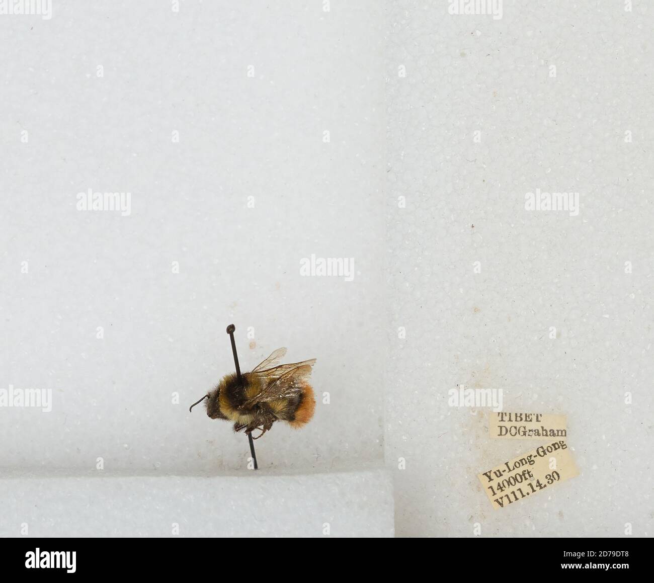 Yu Long Gong, Tibet Autonomous Region, China, Bombus sp., Animalia ...