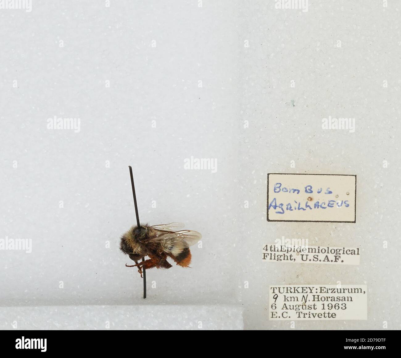 9 km N. Horasan, Erzurum, Turkey, Bombus sp., Animalia, Arthropoda ...