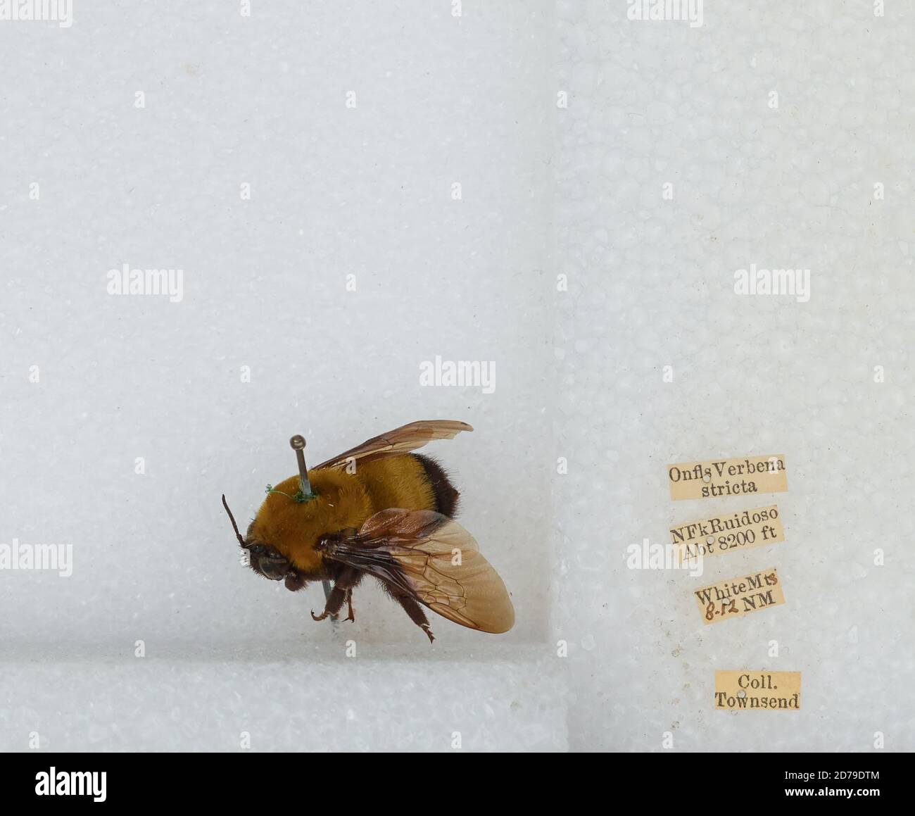 North Fork Rio Ruidoso, White Mountains, Otero, New Mexico, United ...