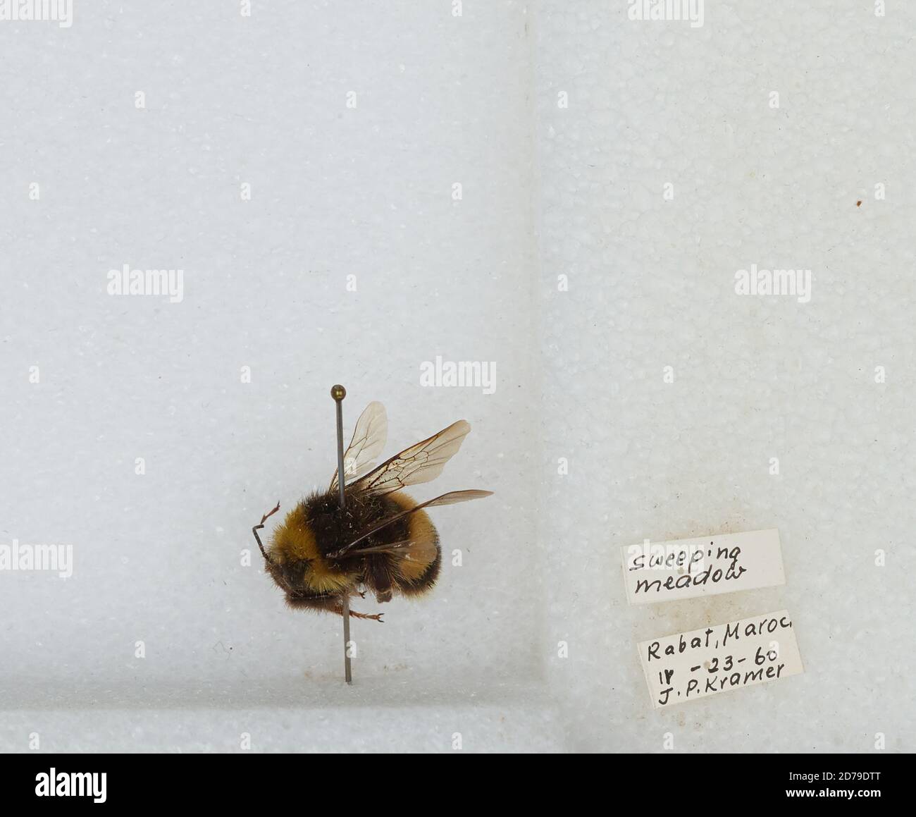 Rabat, Rabat-Sale-Kenitra, Morocco, Bombus sp., Animalia, Arthropoda ...