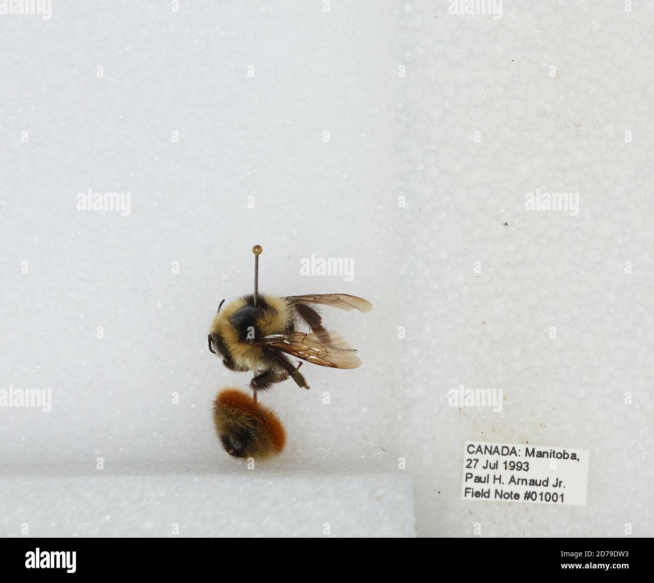 Manitoba, Canada, Bombus sp., Animalia, Arthropoda, Insecta ...